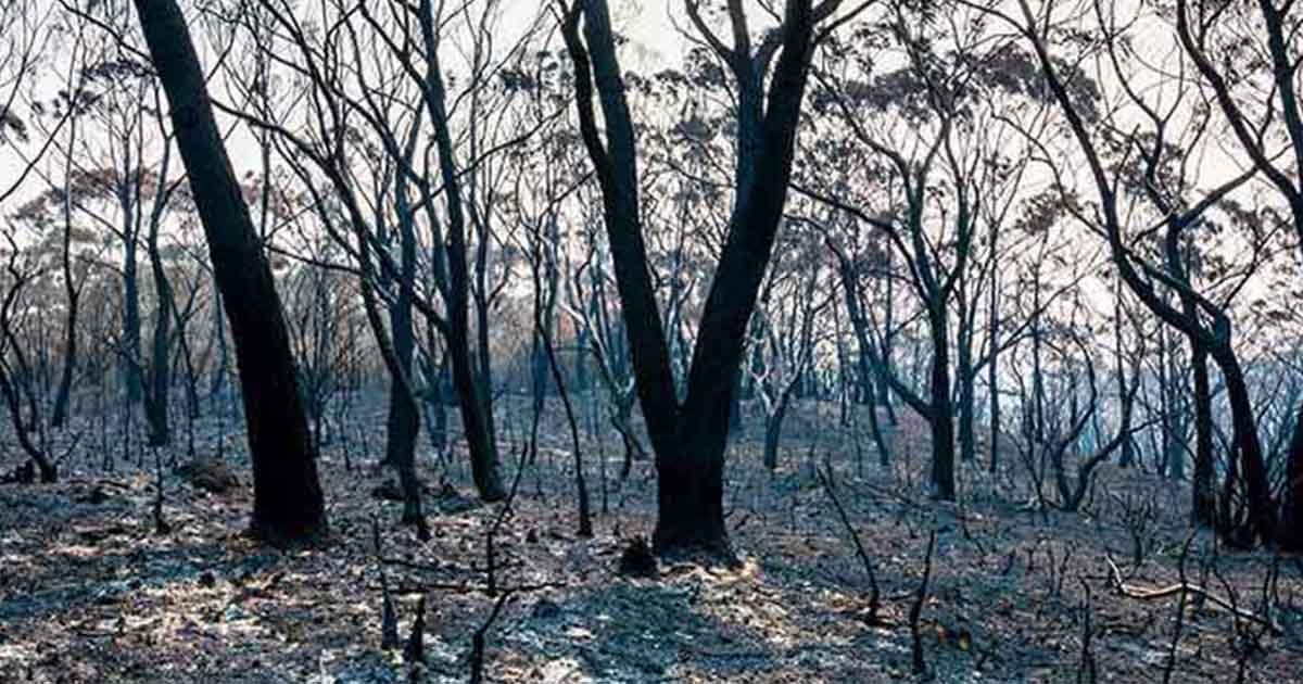 How to Prepare your Home for Bushfire Season | Allianz Australia